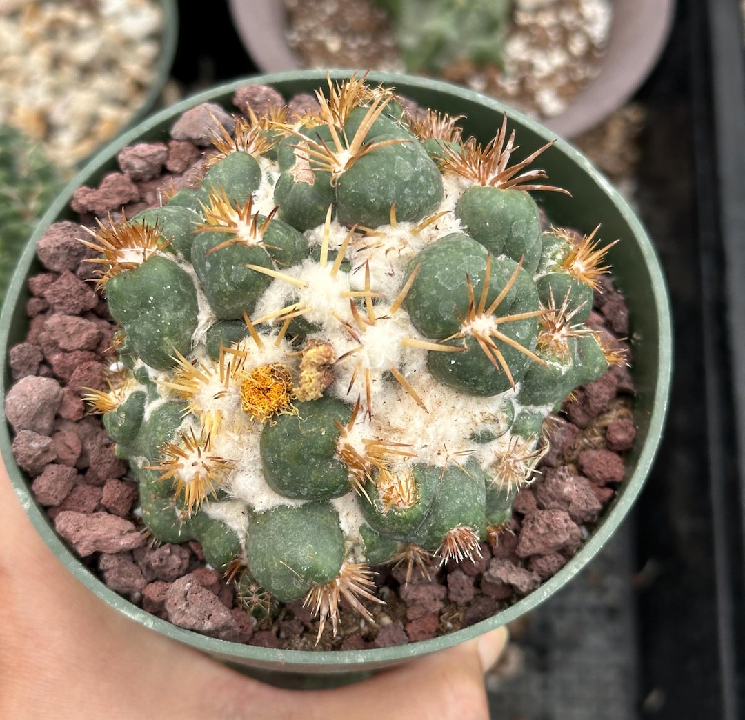 Rare Cactus Coryphantha Elephantidens Thorn Crested 1 - Etsy