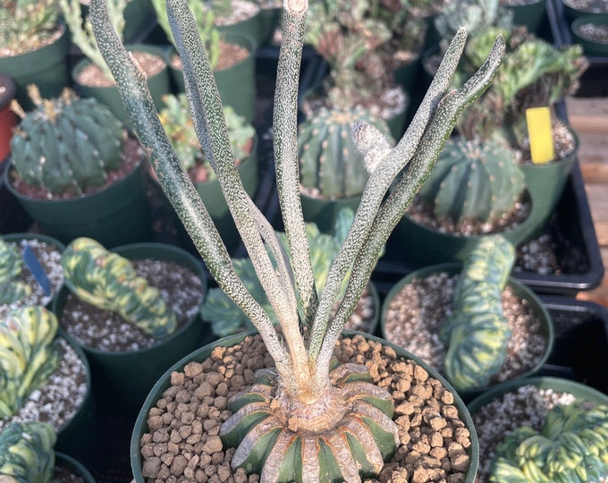 Rare Cactus - Astrophytum Caput-medusae (4”pot), Live Plant - Etsy
