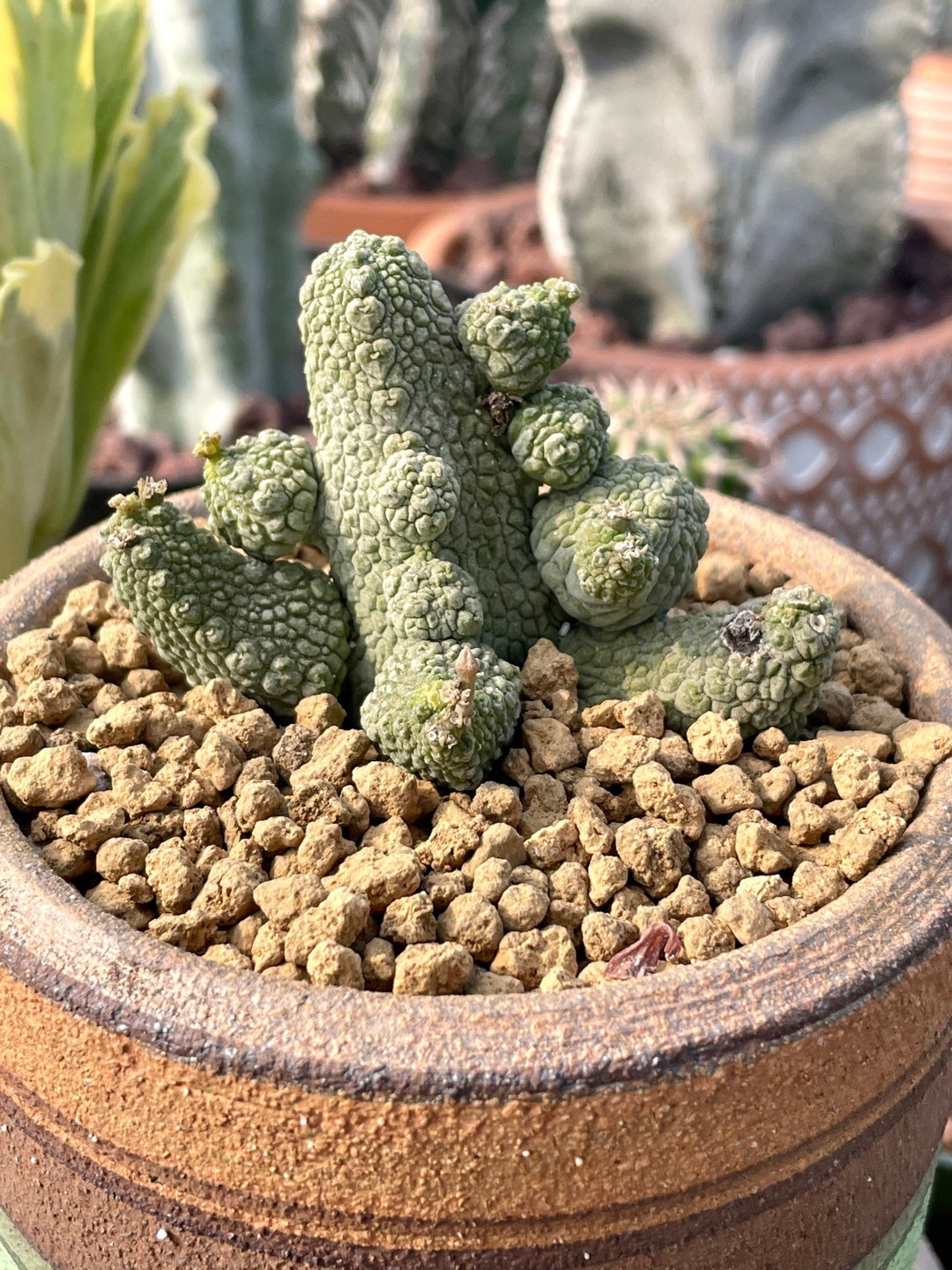 Rare Succulent - Pseudolithos Caput-viperae Hybrid (2”), Live Plant - Etsy
