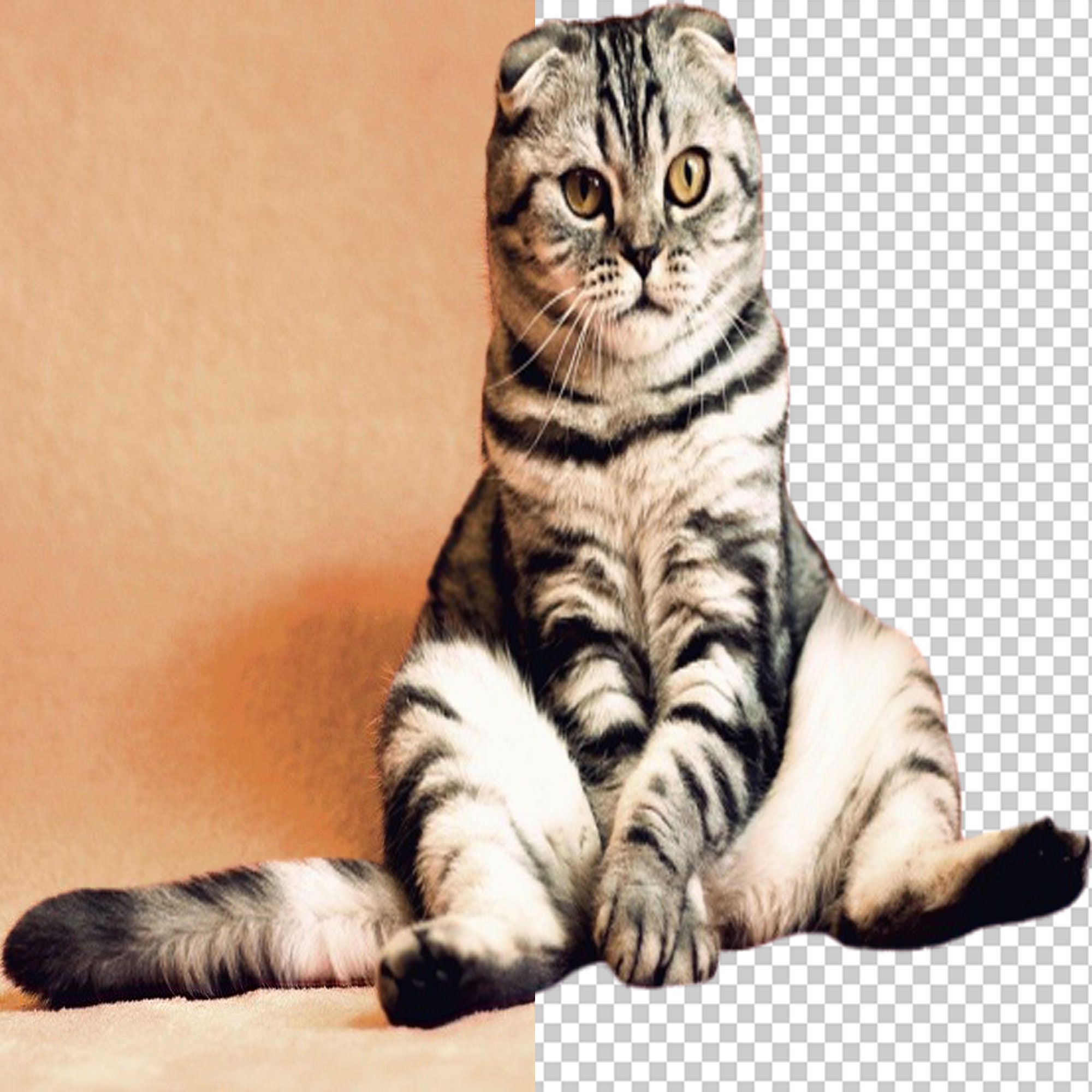 Professional Background Removal and Change Background - Etsy