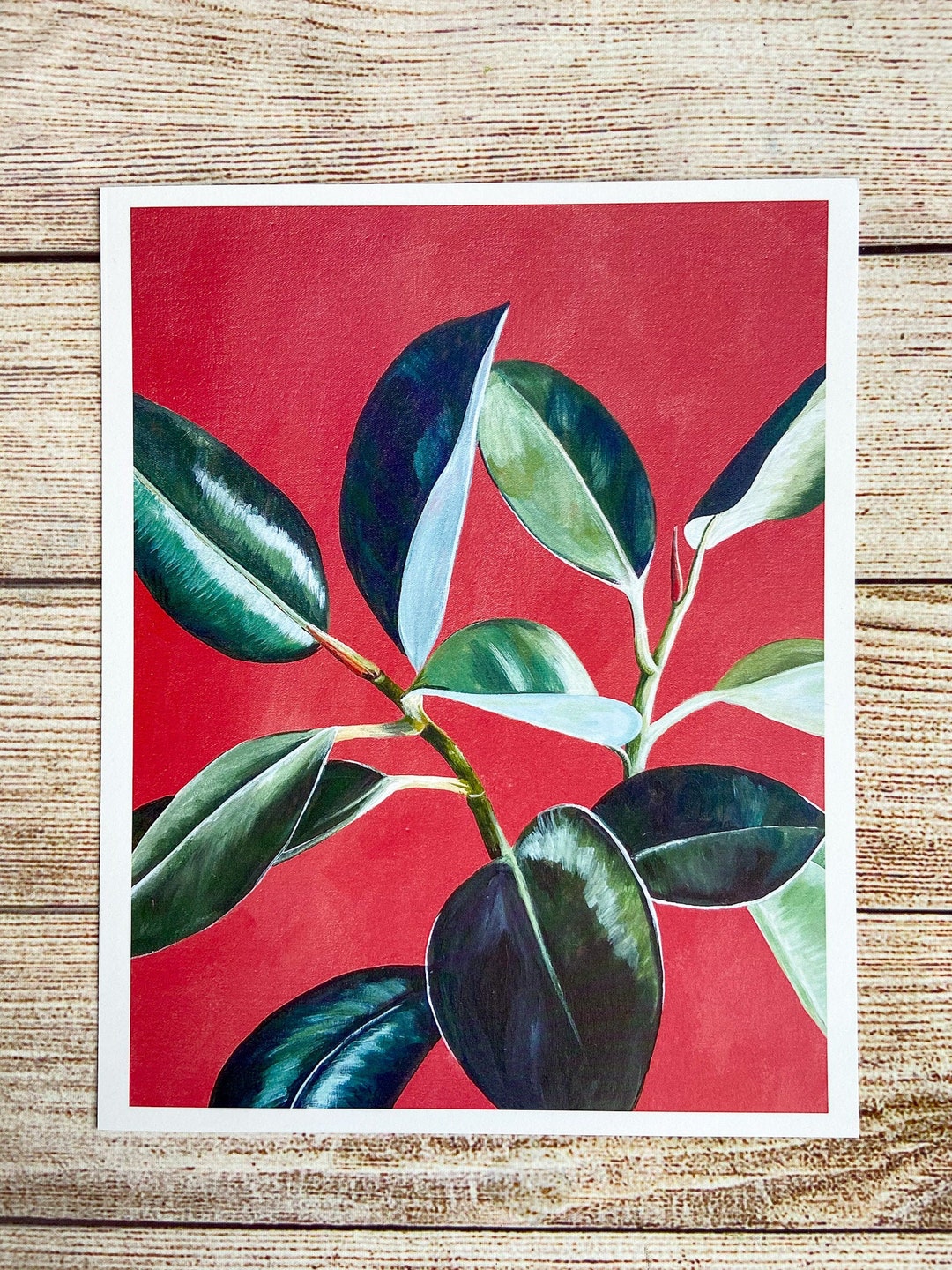 Rubber Plant Art Print - Etsy