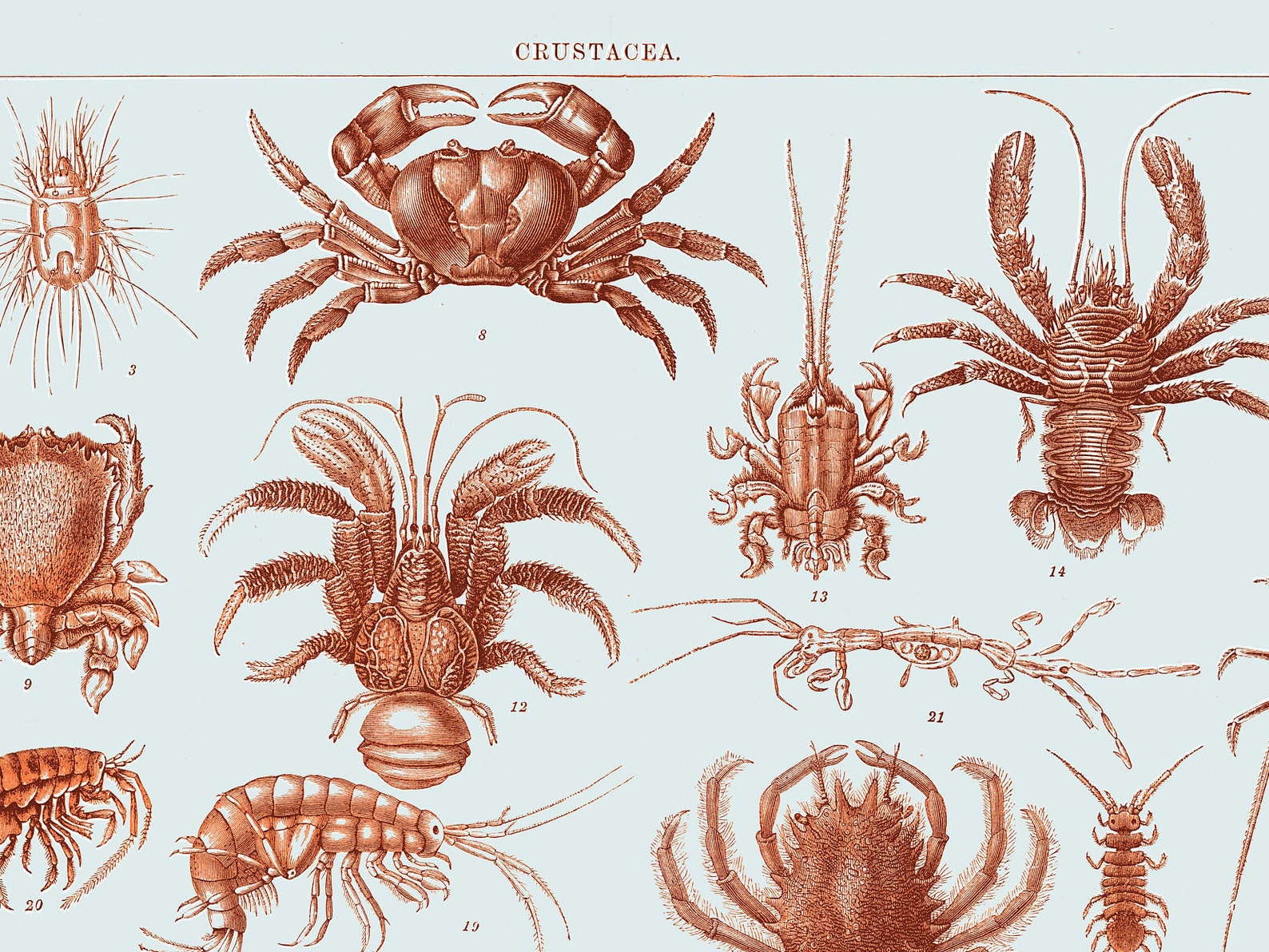 Crustacean Species Wall Chart Printable Poster Etsy Denmark