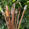 Electro Culture Rods for Plants, Copper Electroculture Garden Stake ...