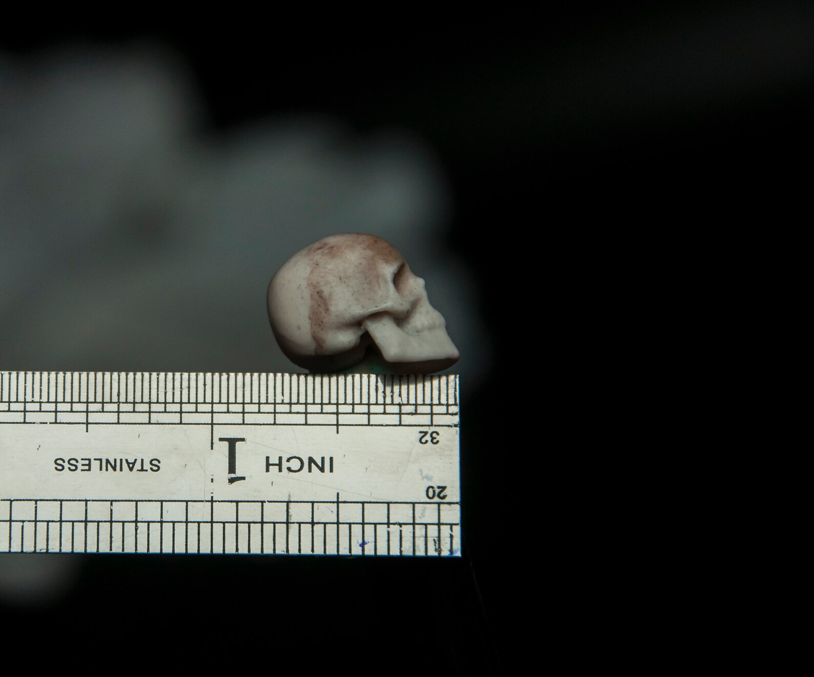 One skull 1:12 scale new edition. miniature skeleton | Etsy