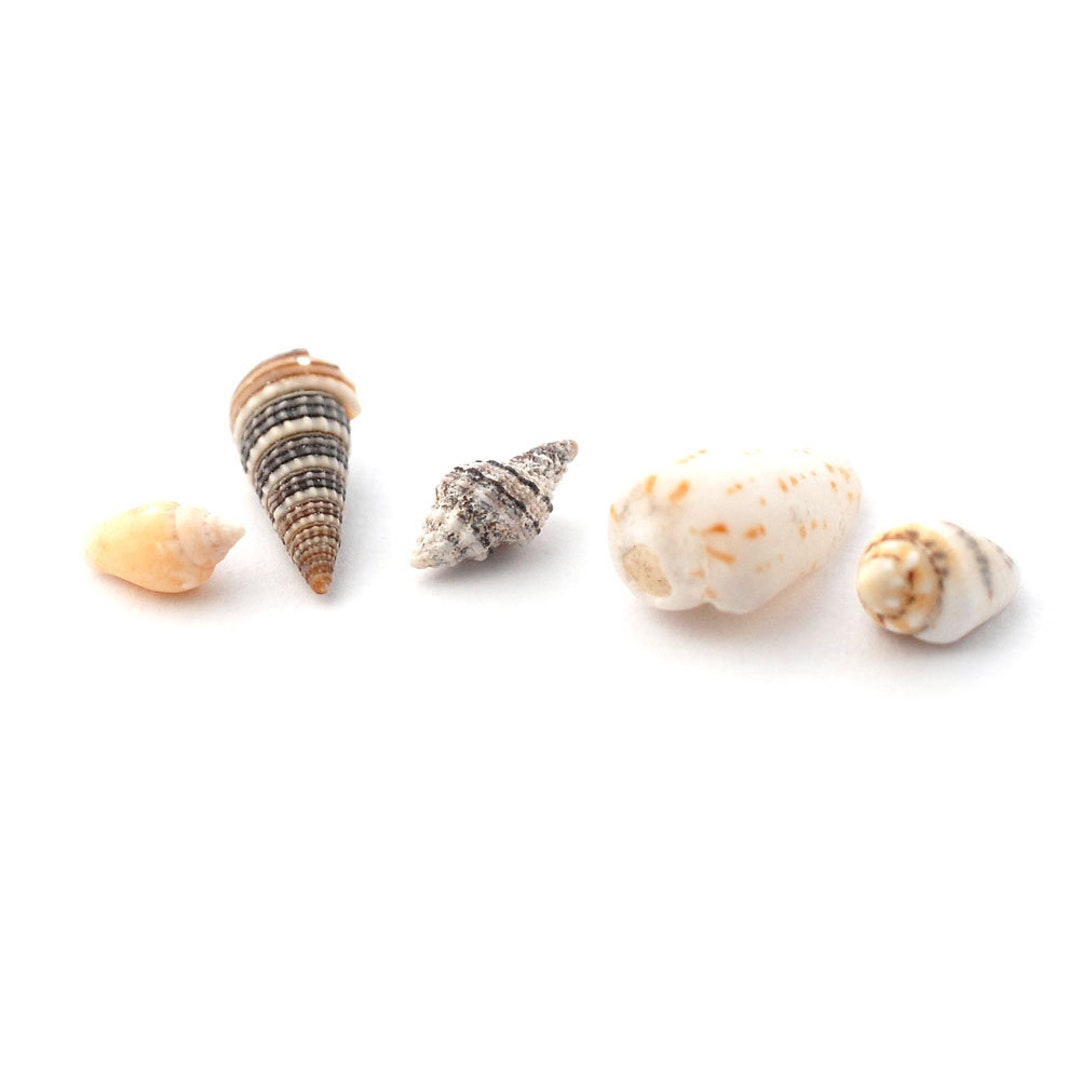 Dolls House 5 Sea Shells Ornaments Miniature Beach Bathroom Garden ...