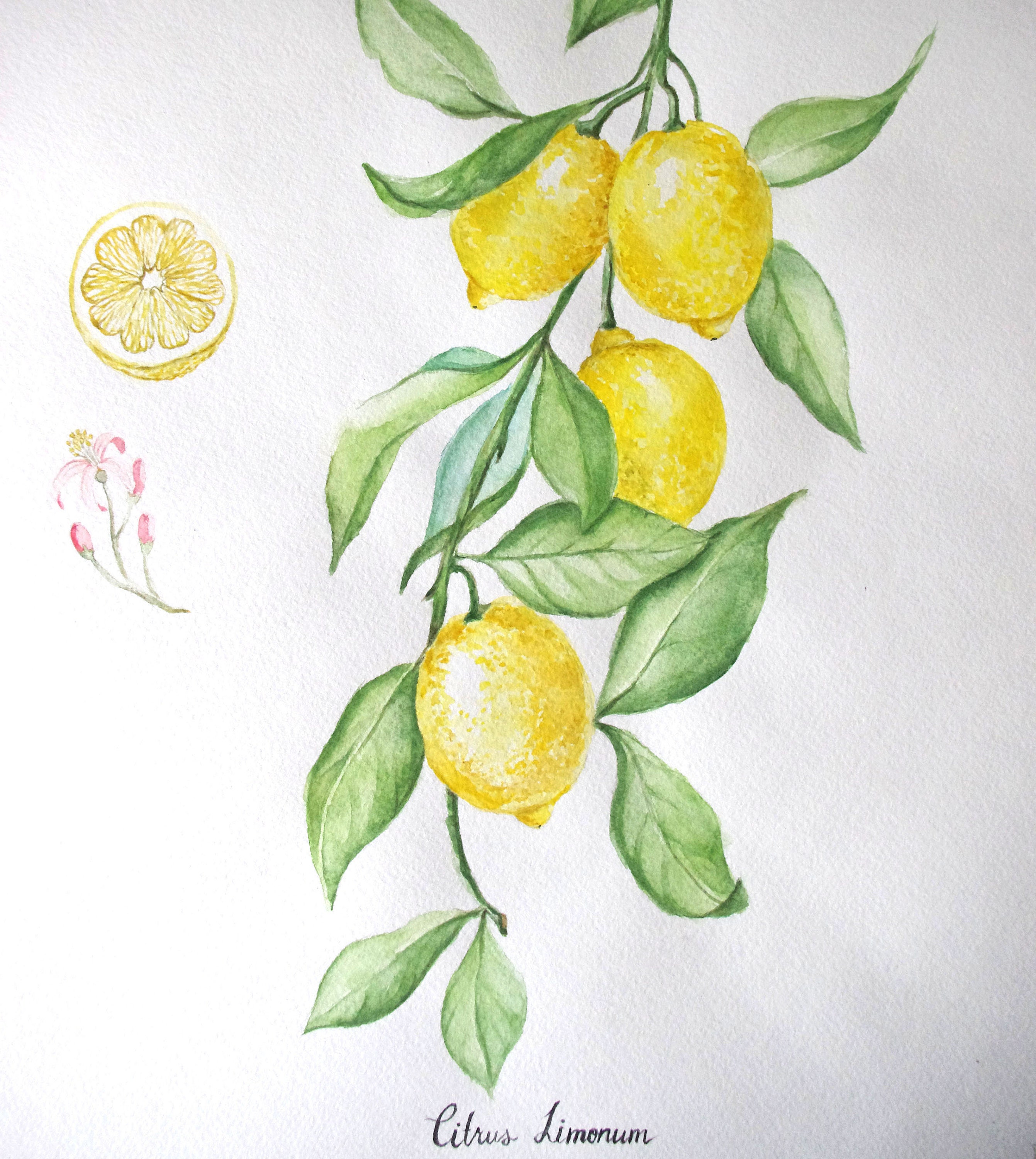 Zitrone Malerei Original botanische Aquarell Illustration | Etsy