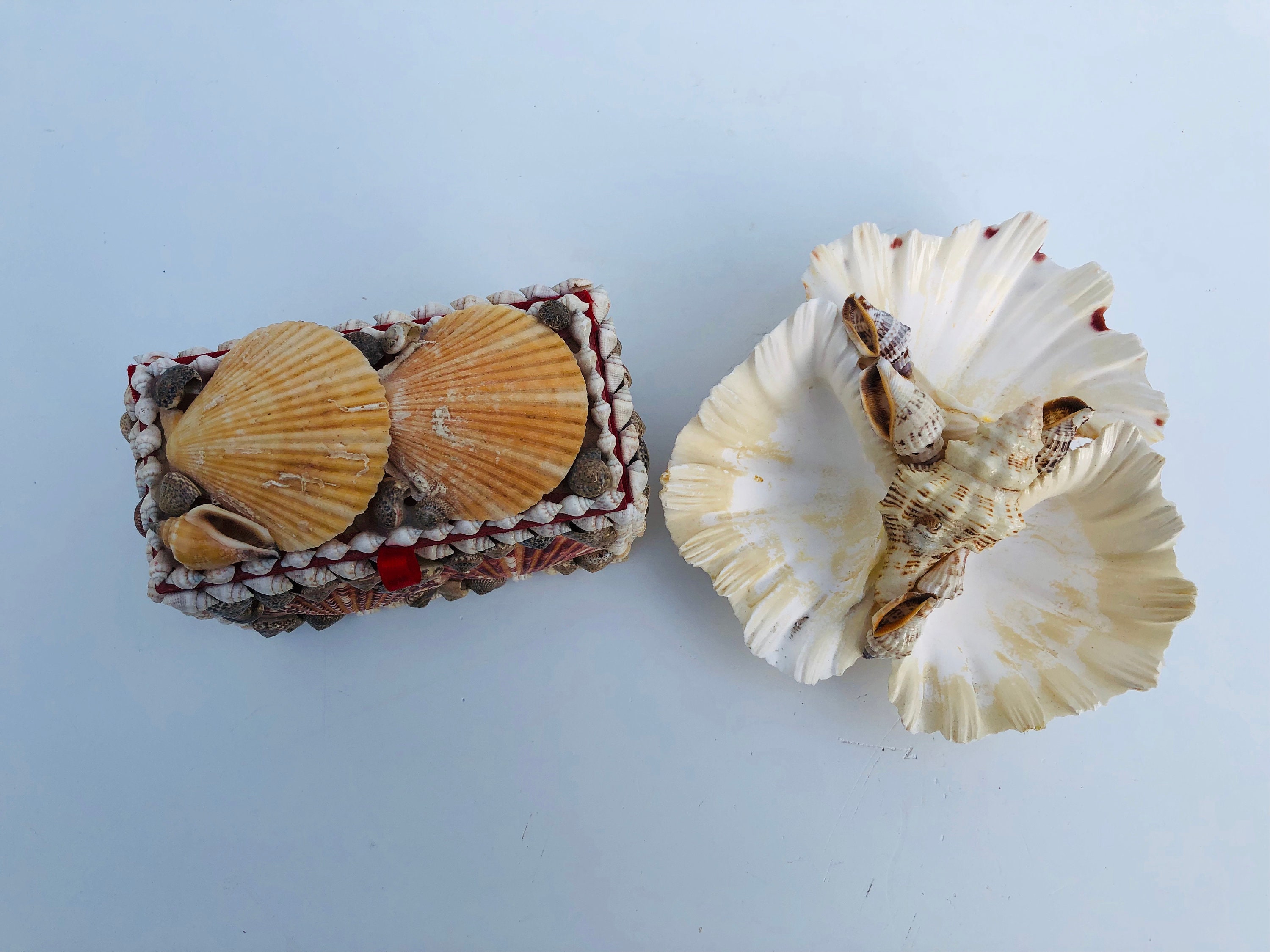 Vintage Shell Set Shell Trinket Box and Shell Tidbit Tray | Etsy