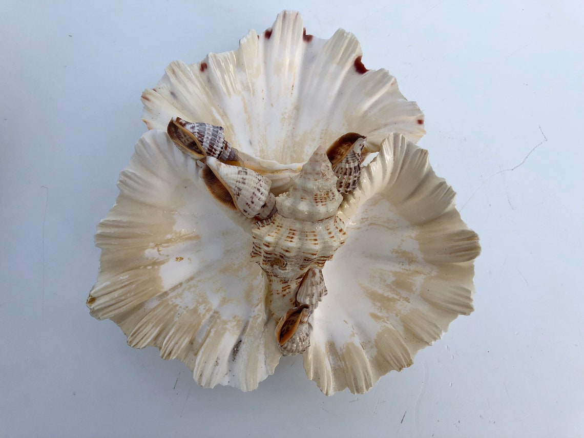 Vintage Shell Set Shell Trinket Box and Shell Tidbit Tray | Etsy