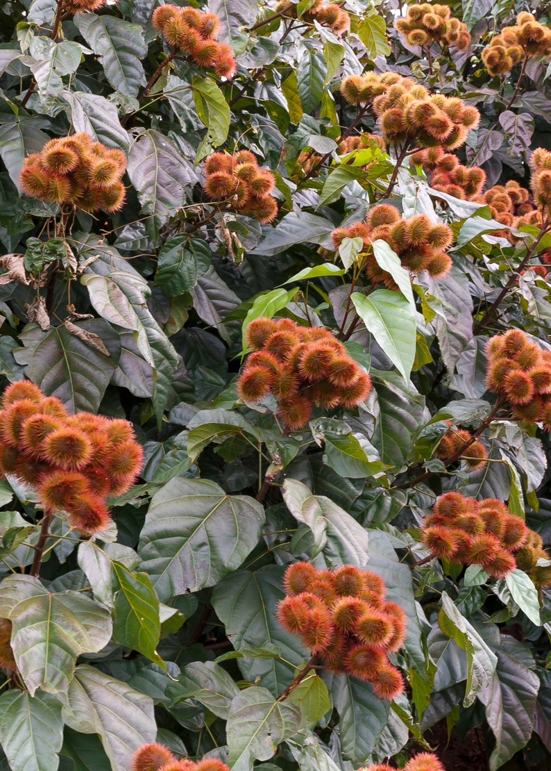 Annatto Bixa Orellana Achiote Whole Dried SEEDS for Planting - Etsy