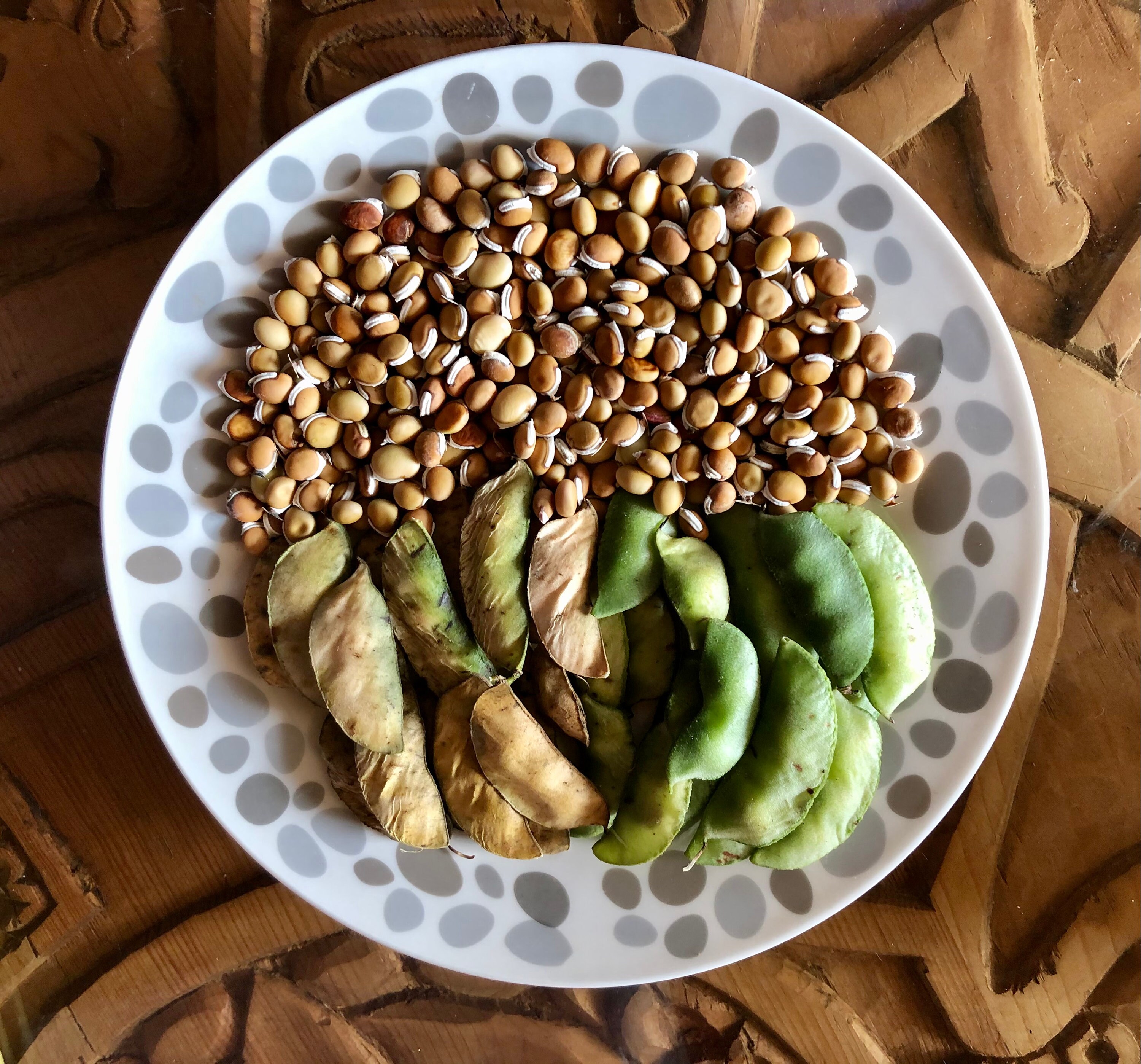 Hyacinth Bean Seeds Harvesting