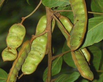 Inga Edulis Seeds - Etsy