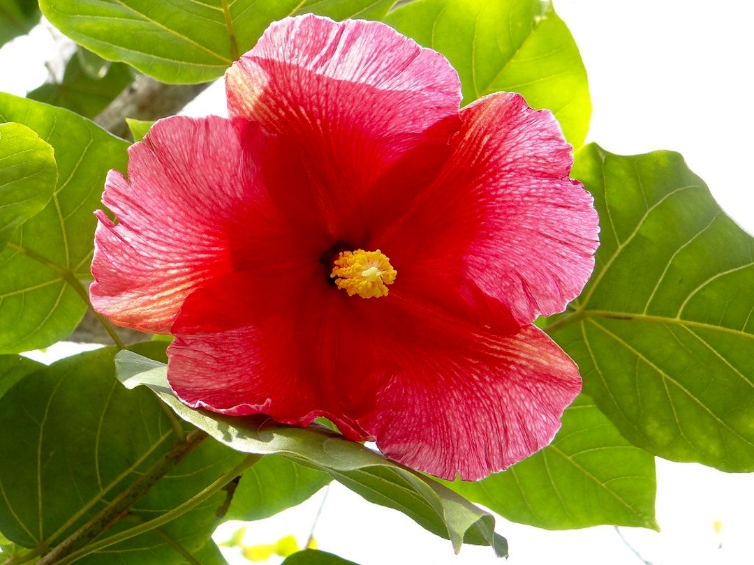 SEEDS the Real and Authentic MAGA Flower Tree SEEDS Thespesia - Etsy