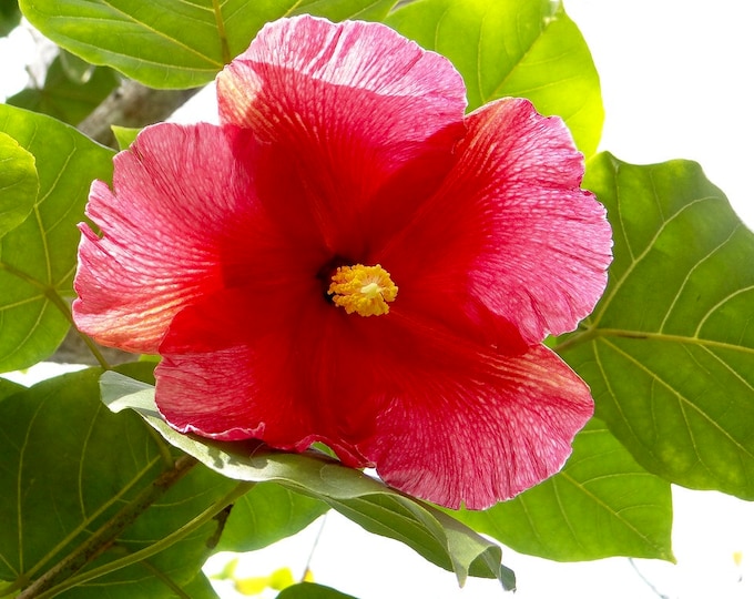 SEEDS the Real and Authentic MAGA Flower Tree SEEDS Thespesia ...