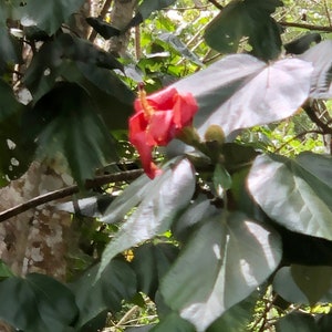 SEEDS the Real and Authentic MAGA Flower Tree SEEDS Thespesia - Etsy