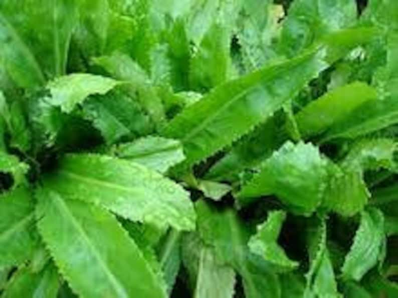 1000 SEEDS Culantro Recao Herb Strongly Flavored Eryngium - Etsy