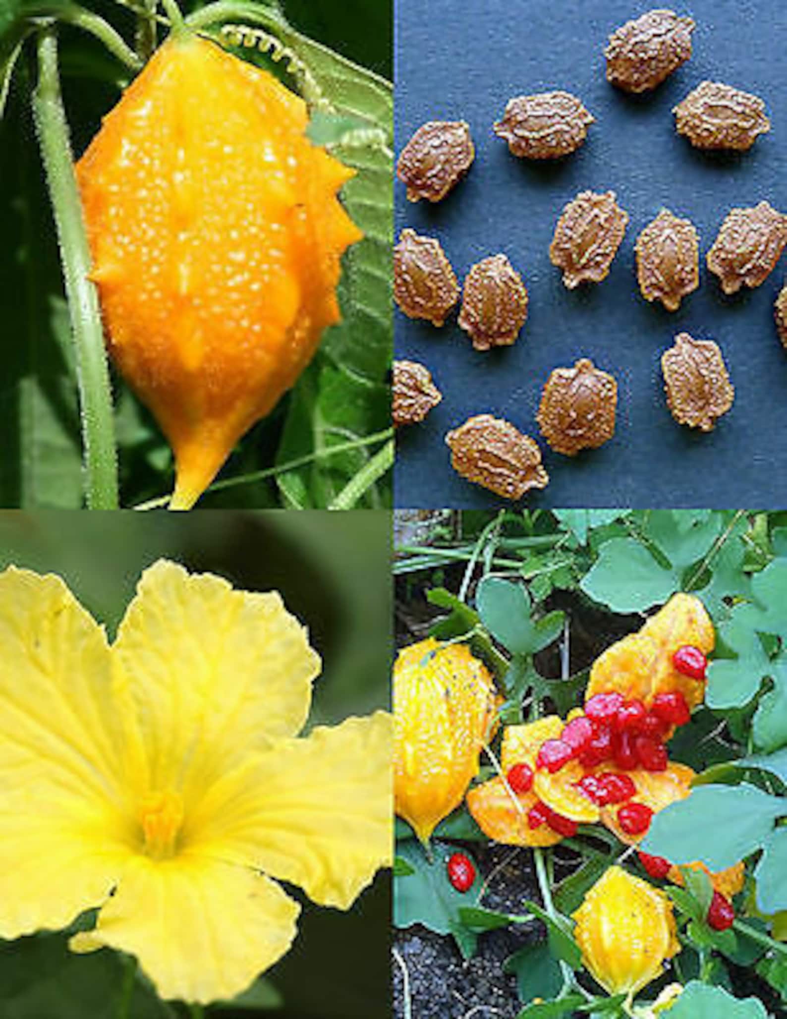 30 SEEDS Bitter Melon Momordica Charantia Bitter Gourd Melon Cundeamor ...