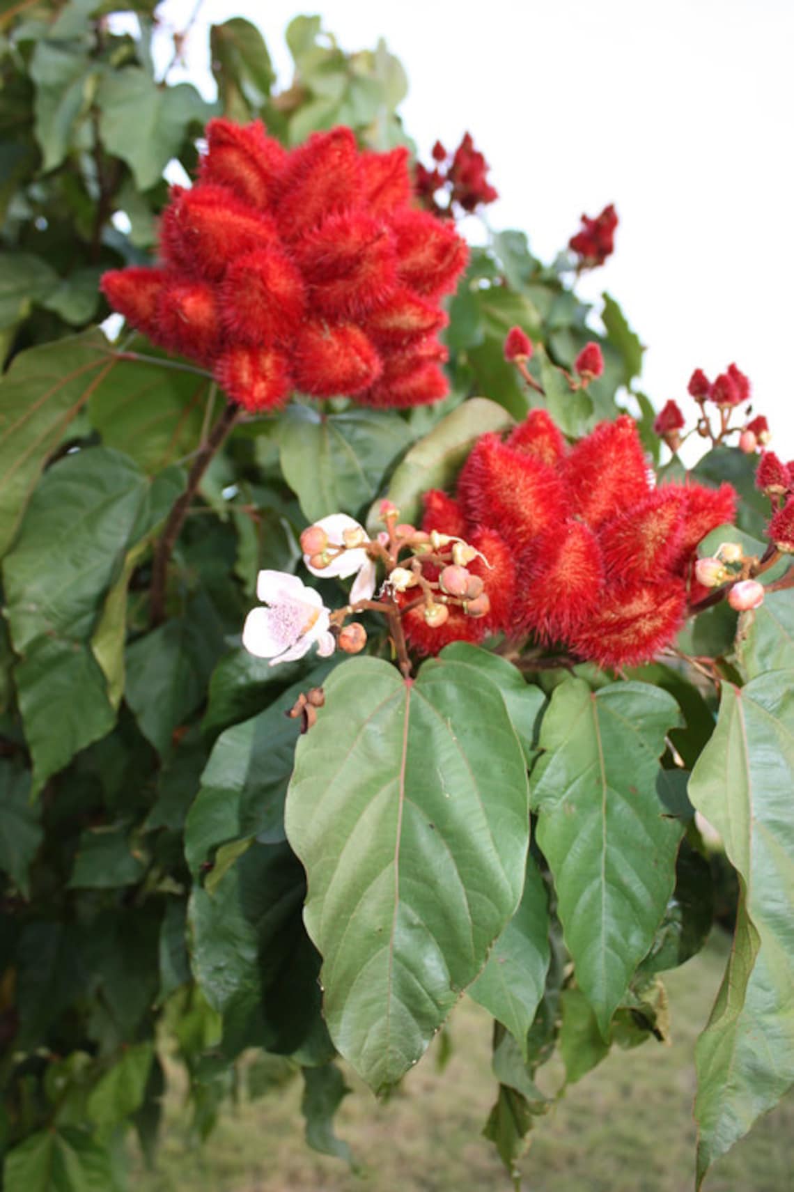 Annatto Bixa Orellana Achiote Whole Dried SEEDS for Planting - Etsy