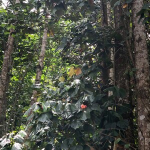 SEEDS the Real and Authentic MAGA Flower Tree SEEDS Thespesia - Etsy