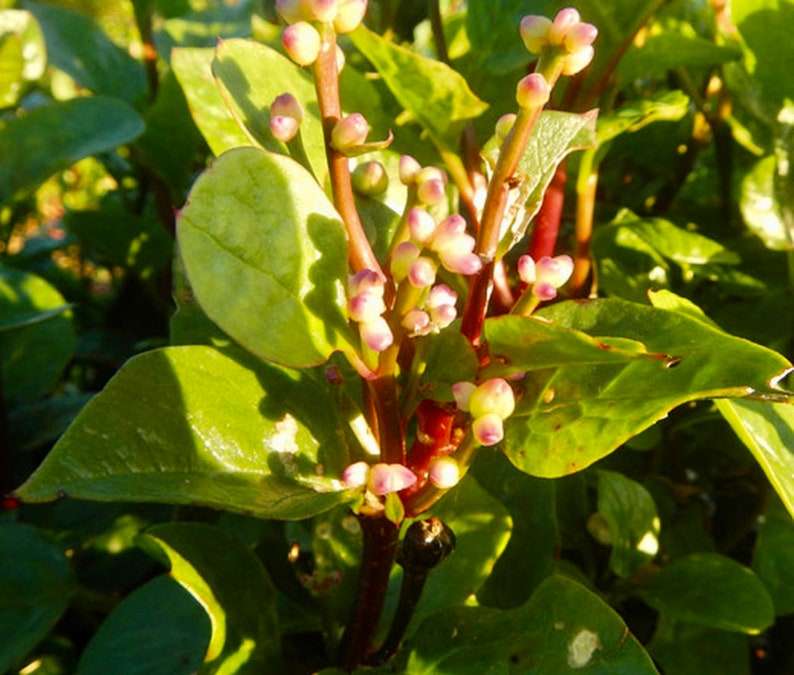 SEEDS Malabar Red Stem Spinach Basella Rubra Seeds D for - Etsy