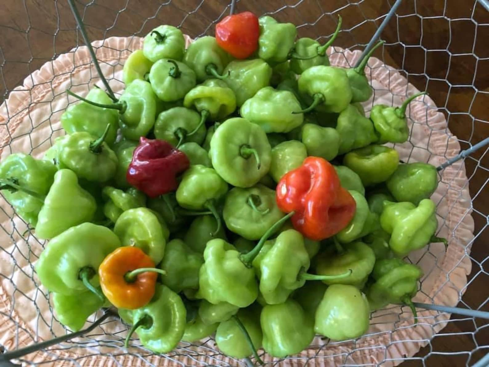 Ajíes Dulces De Puerto Rico Ajicitos To Make Sofrito And Latin | Etsy