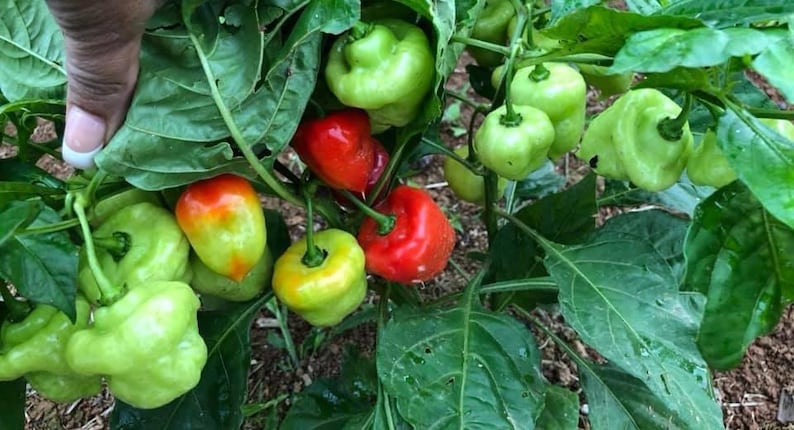 SEEDS Sweet Peppers Ajíes Dulces De Puerto Rico Ajicitos to - Etsy