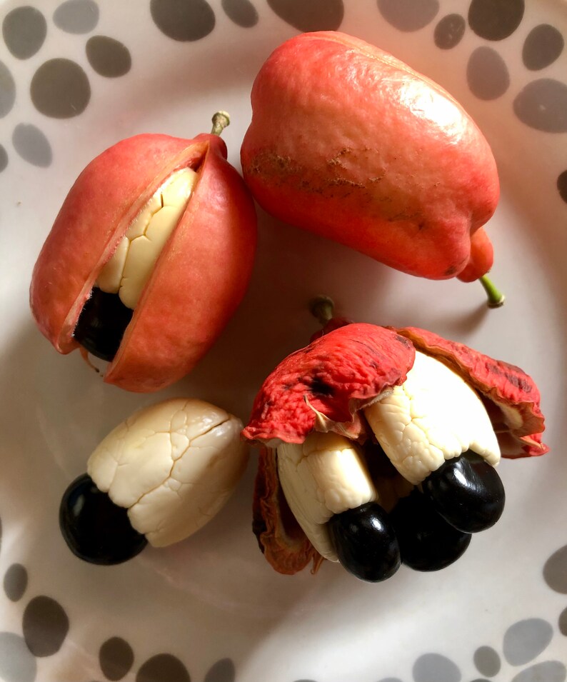 Ackee Ankye Achee Akee Ackee Apple Ayee Akí Blighia Sapida - Etsy