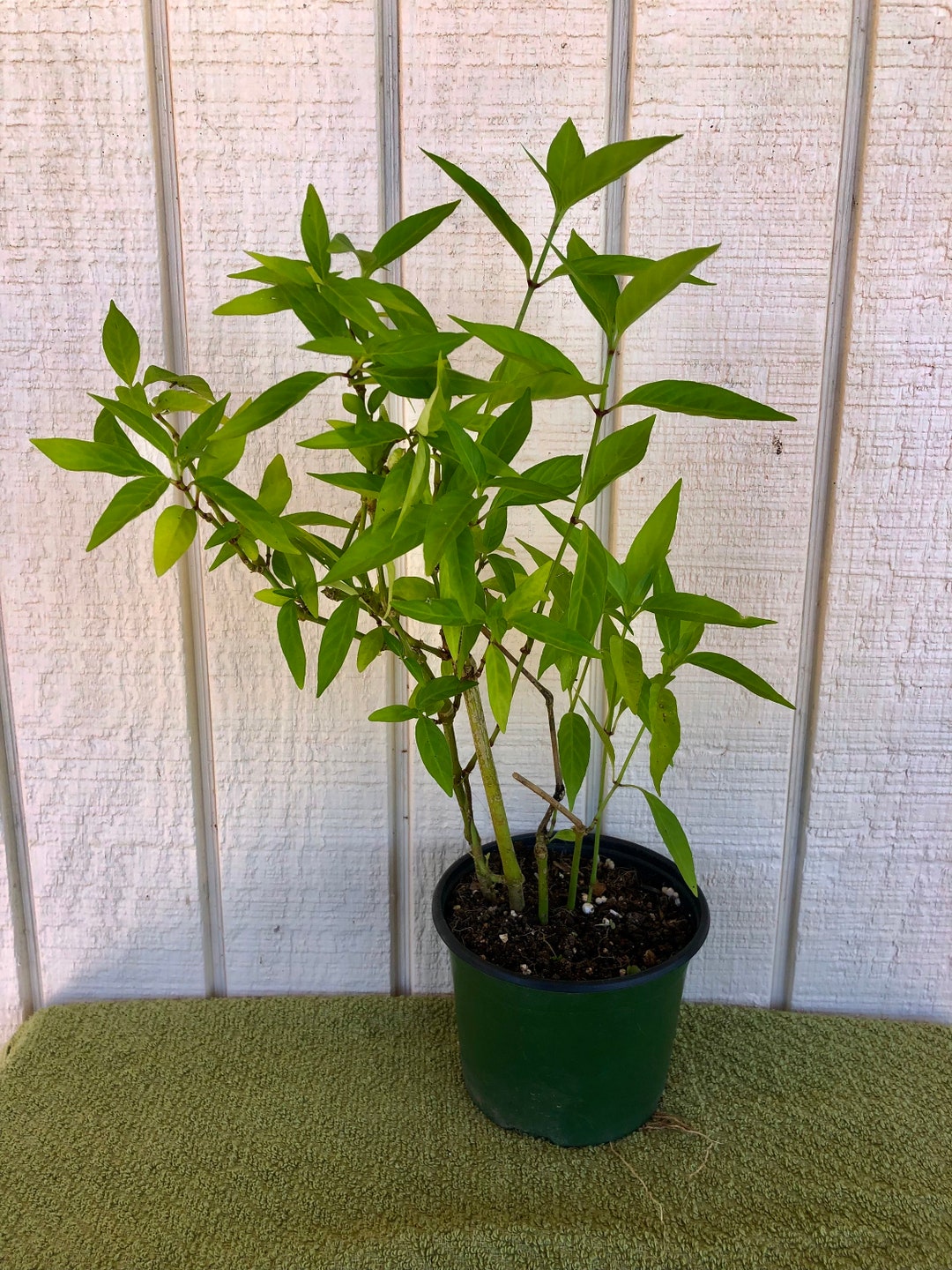 Hemoglobin Plant Sigamochila Cascajera Justicia Secunda Vahl - Etsy