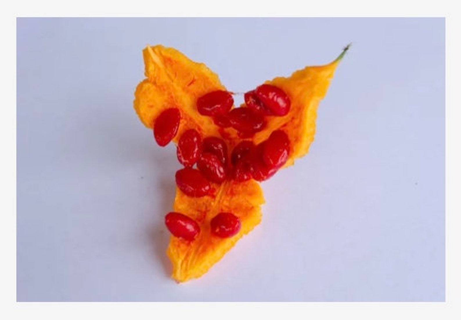 30 SEEDS Bitter Melon Momordica Charantia Bitter Gourd Melon Cundeamor ...