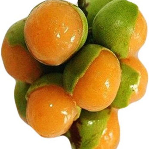 Spanish Lime SEEDS Guinep Melicoccus Bijugatus Mamoncillo - Etsy