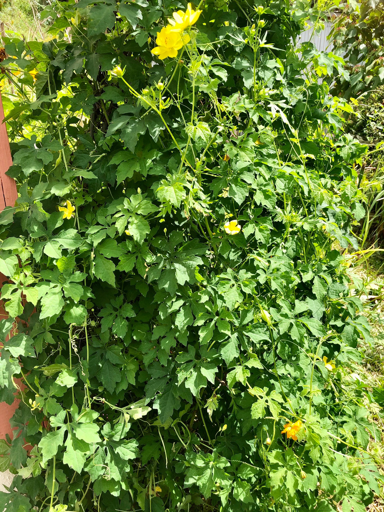 30 SEEDS Bitter Melon Momordica Charantia Bitter Gourd Melon Cundeamor ...