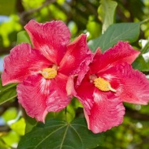 SEEDS the Real and Authentic MAGA Flower Tree SEEDS Thespesia - Etsy