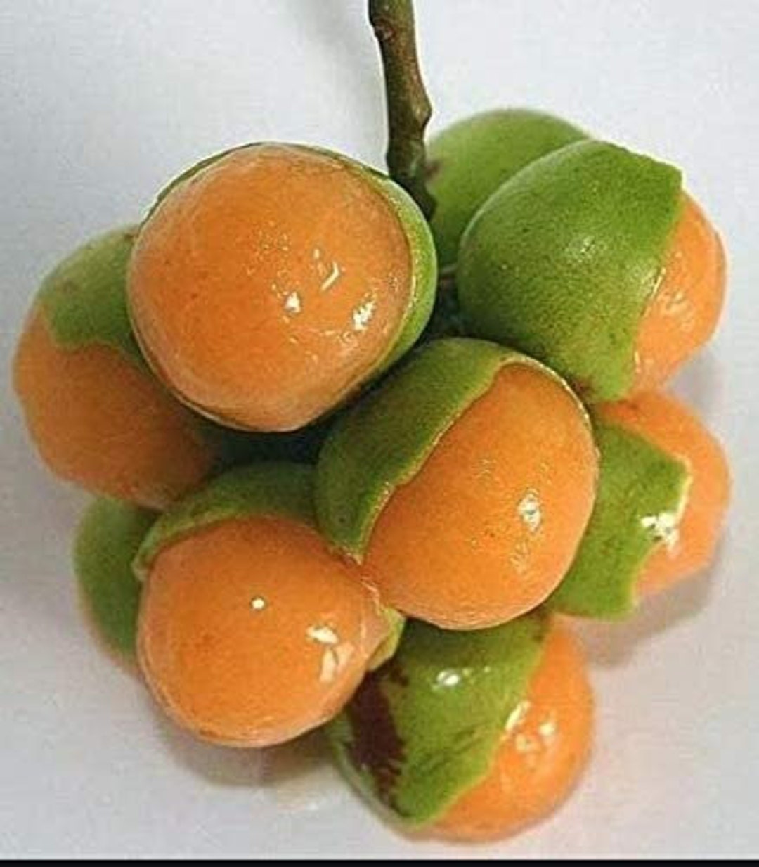 Quenepas Seed