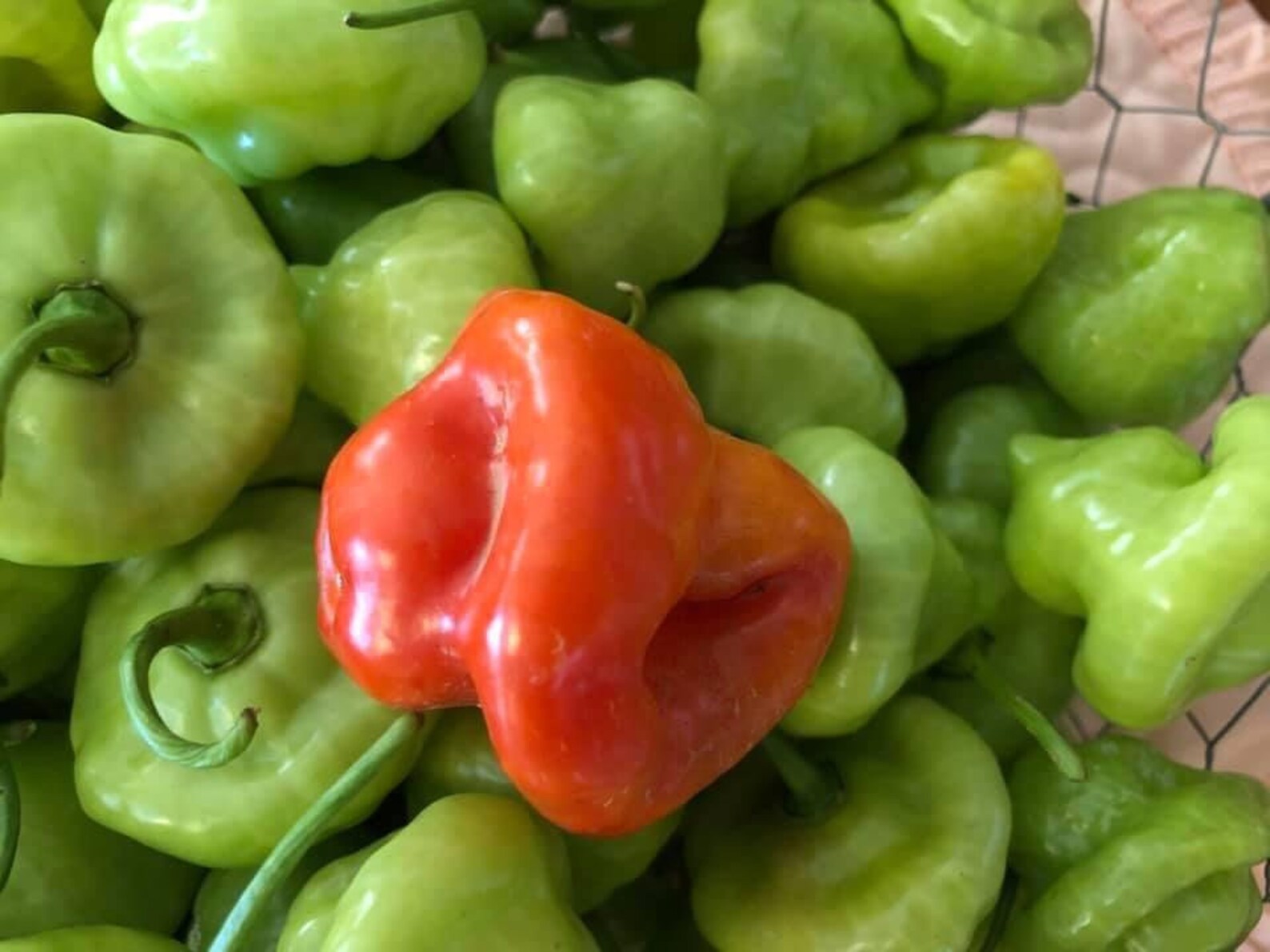 SEEDS Sweet Peppers Ajíes Dulces De Puerto Rico Ajicitos to - Etsy
