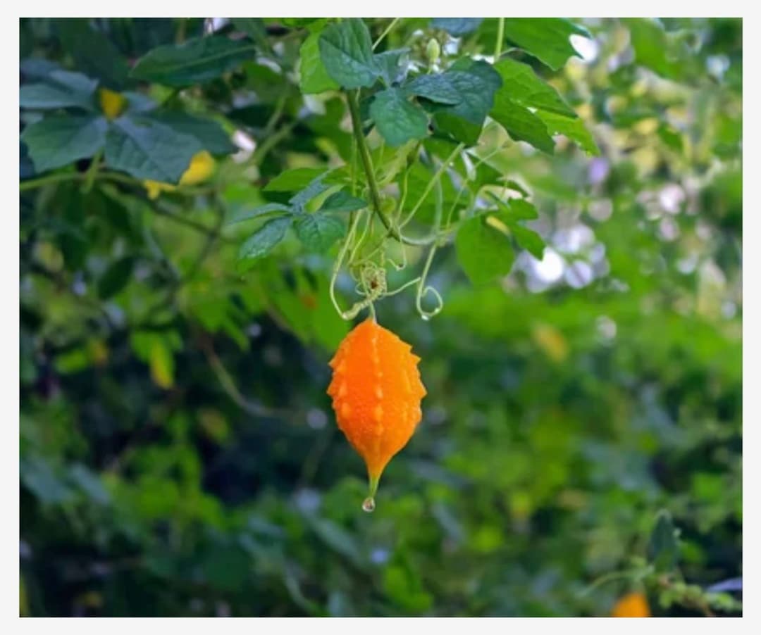 30 SEEDS Bitter Melon Momordica Charantia Bitter Gourd Melon Cundeamor ...