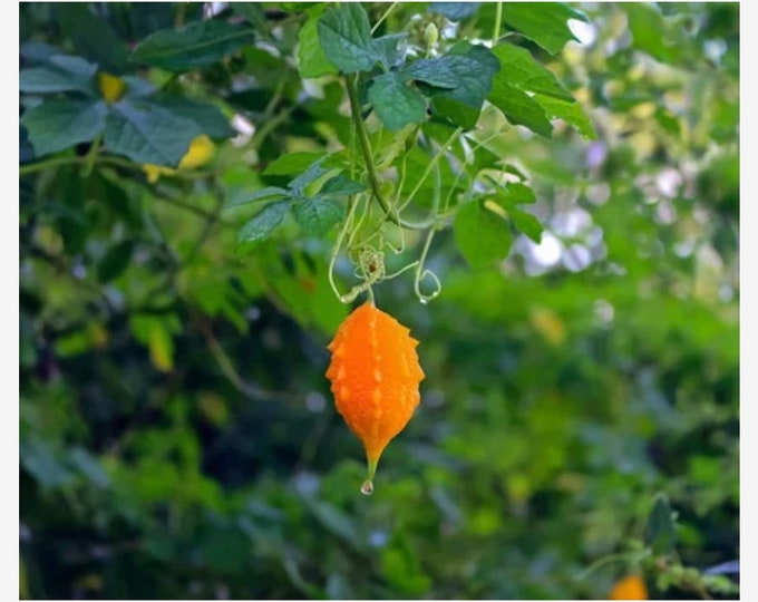 30 SEEDS Bitter Melon Momordica Charantia Bitter Gourd Melon Cundeamor ...