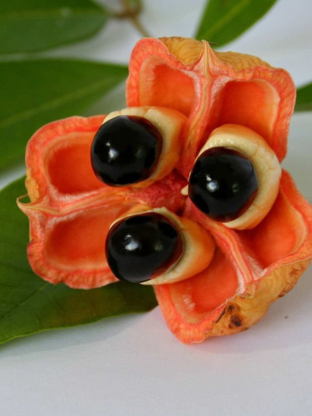 Ackee Ankye Achee Akee Ackee Apple Ayee Akí Blighia Sapida - Etsy