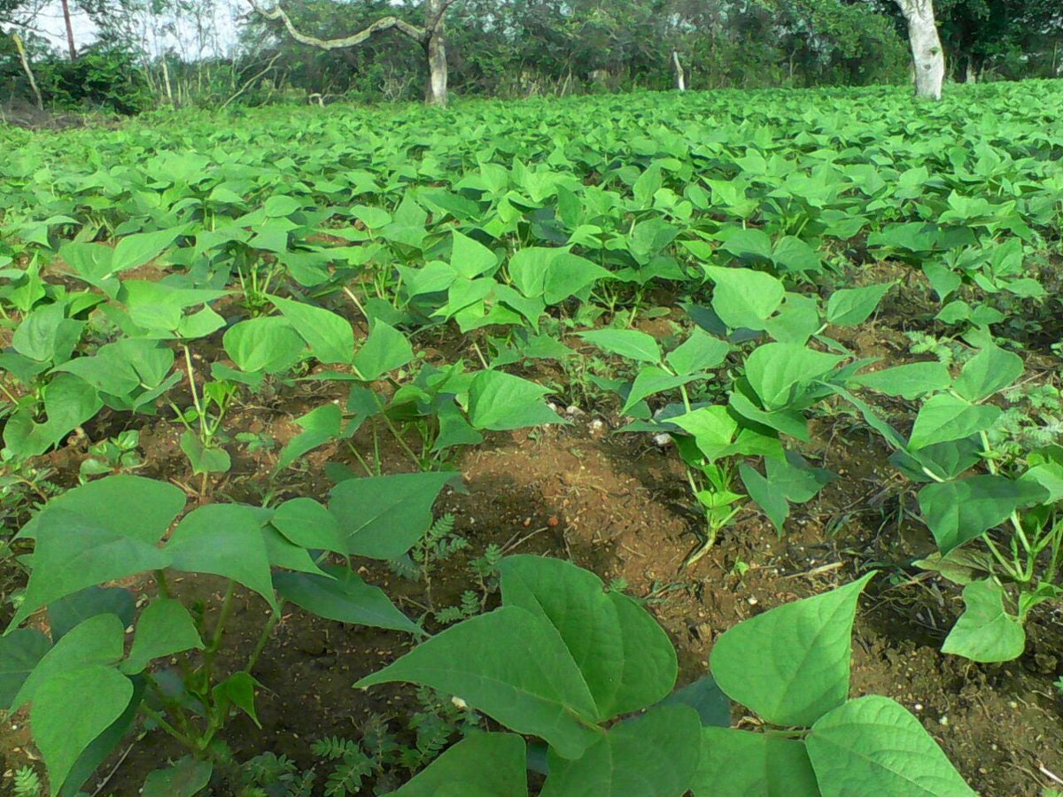 20 Organic White Beans Habichuelas Blancas Del País Puerto Rico SEEDS ...