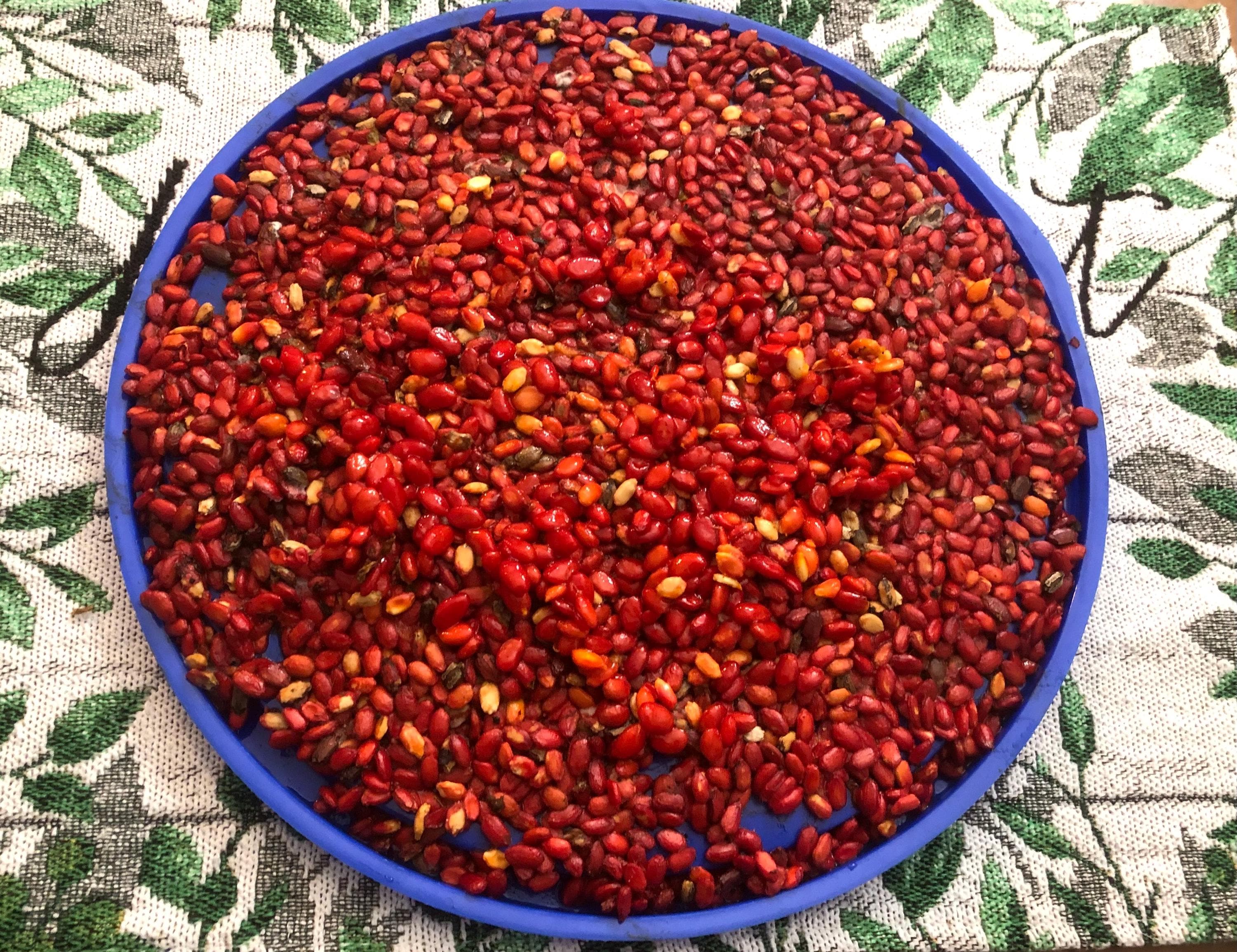 30 SEEDS Bitter Melon Momordica Charantia Bitter Gourd Melon Cundeamor ...