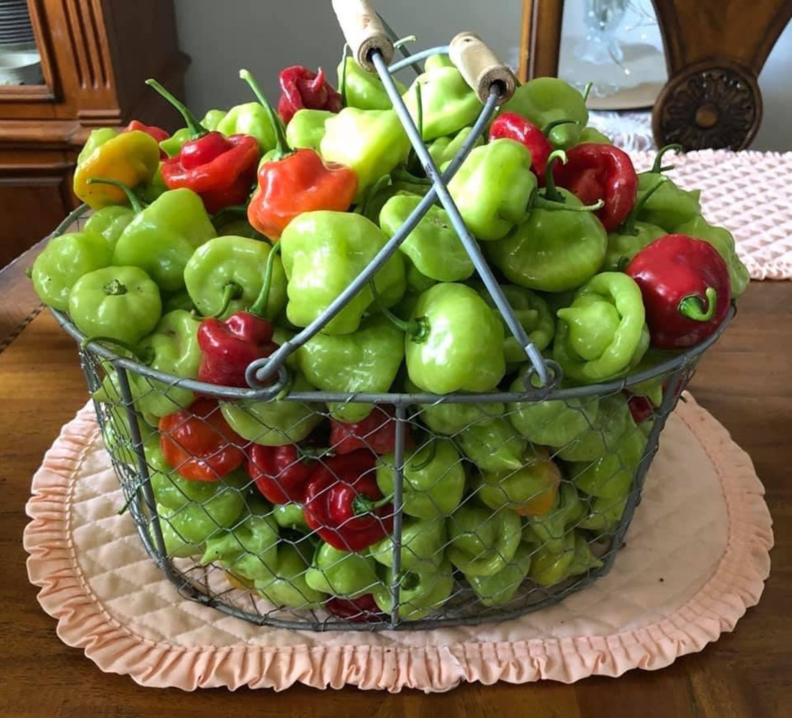 SEEDS Sweet Peppers Ajíes Dulces De Puerto Rico Ajicitos to - Etsy