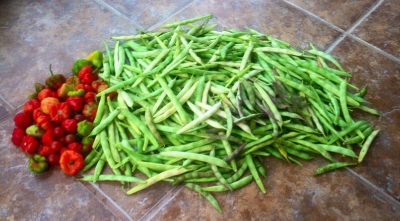 20 Organic White Beans Habichuelas Blancas Del País Puerto Rico SEEDS ...