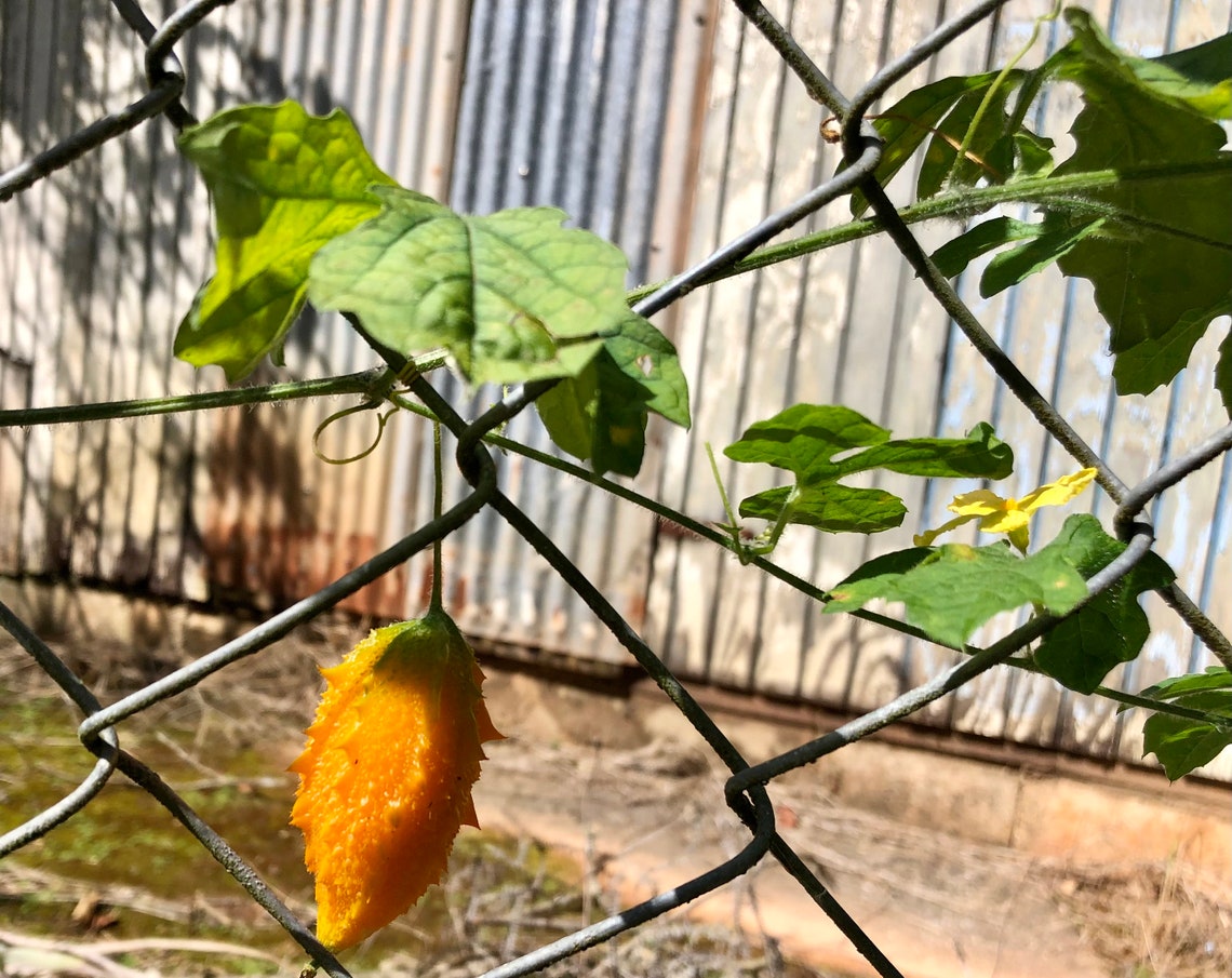 30 SEEDS Bitter Melon Momordica Charantia Bitter Gourd Melon Cundeamor ...