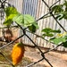 30 SEEDS Bitter Melon Momordica Charantia Bitter Gourd Melon Cundeamor ...