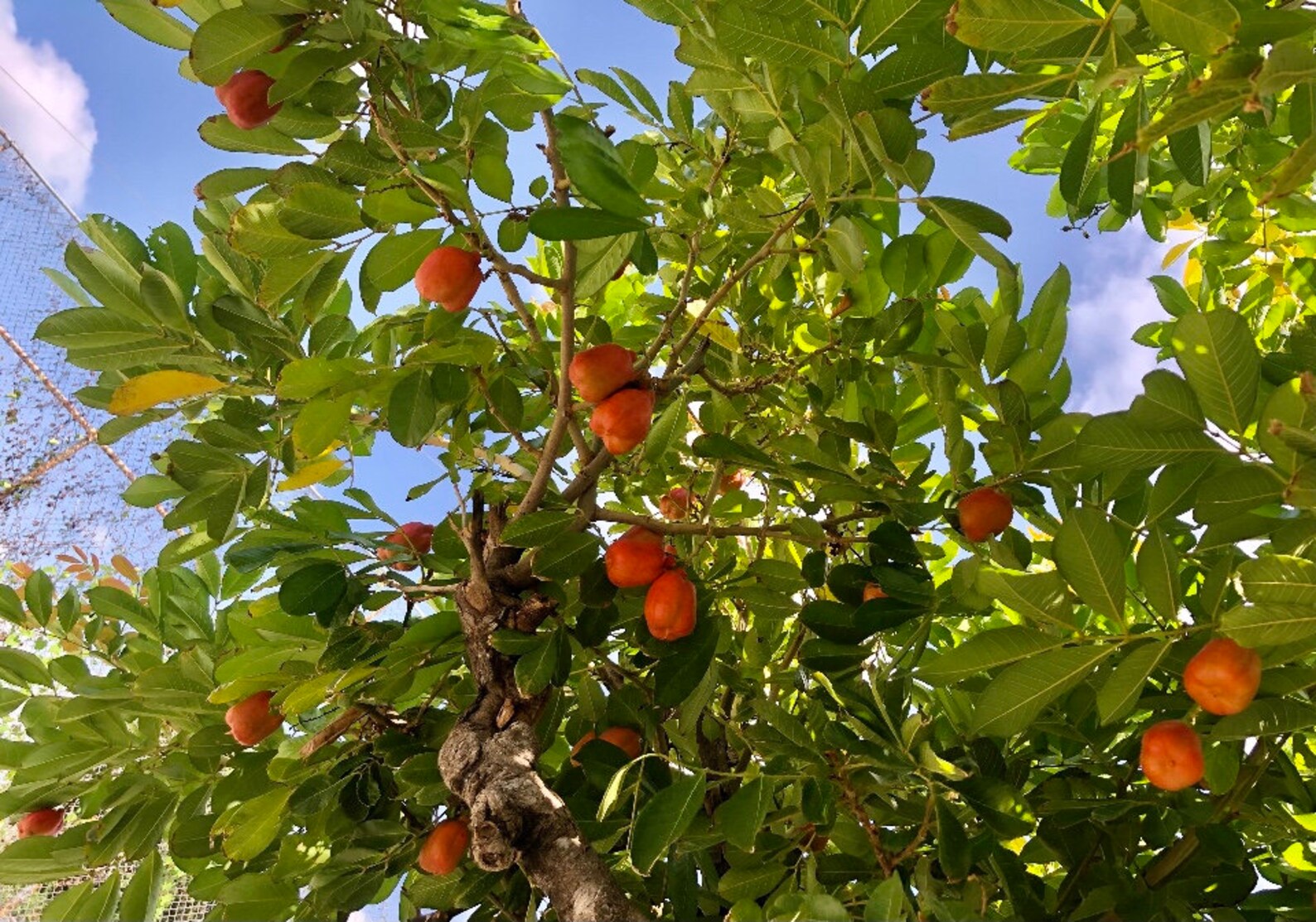 Ackee Ankye Achee Akee Ackee Apple Ayee Akí Blighia Sapida - Etsy