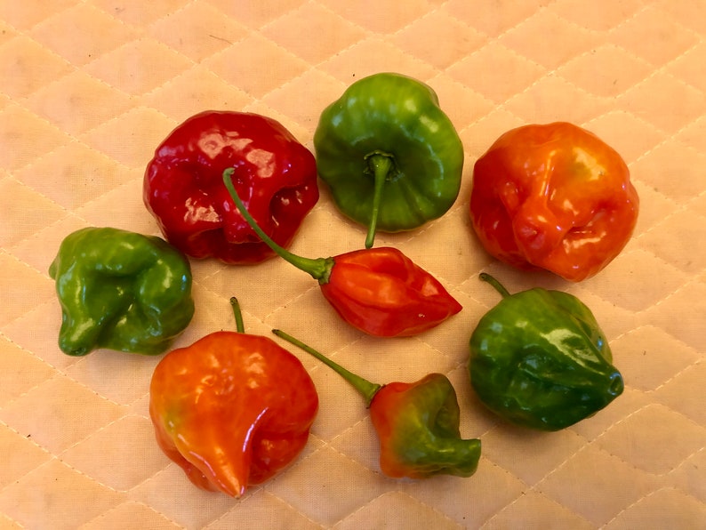 SEEDS Sweet Peppers Ajíes Dulces De Puerto Rico Ajicitos to - Etsy