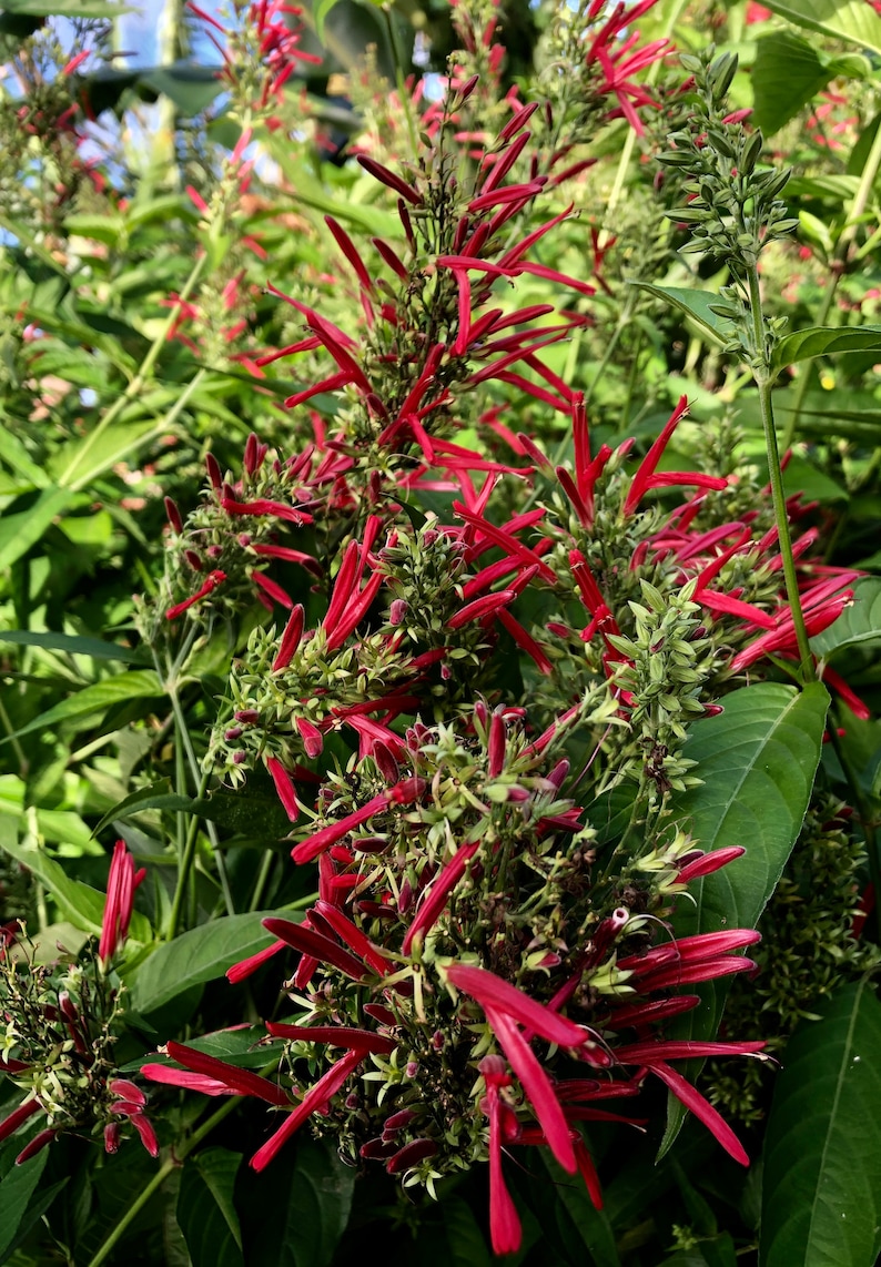 Hemoglobin Plant Sigamochila Cascajera Justicia Secunda Vahl - Etsy