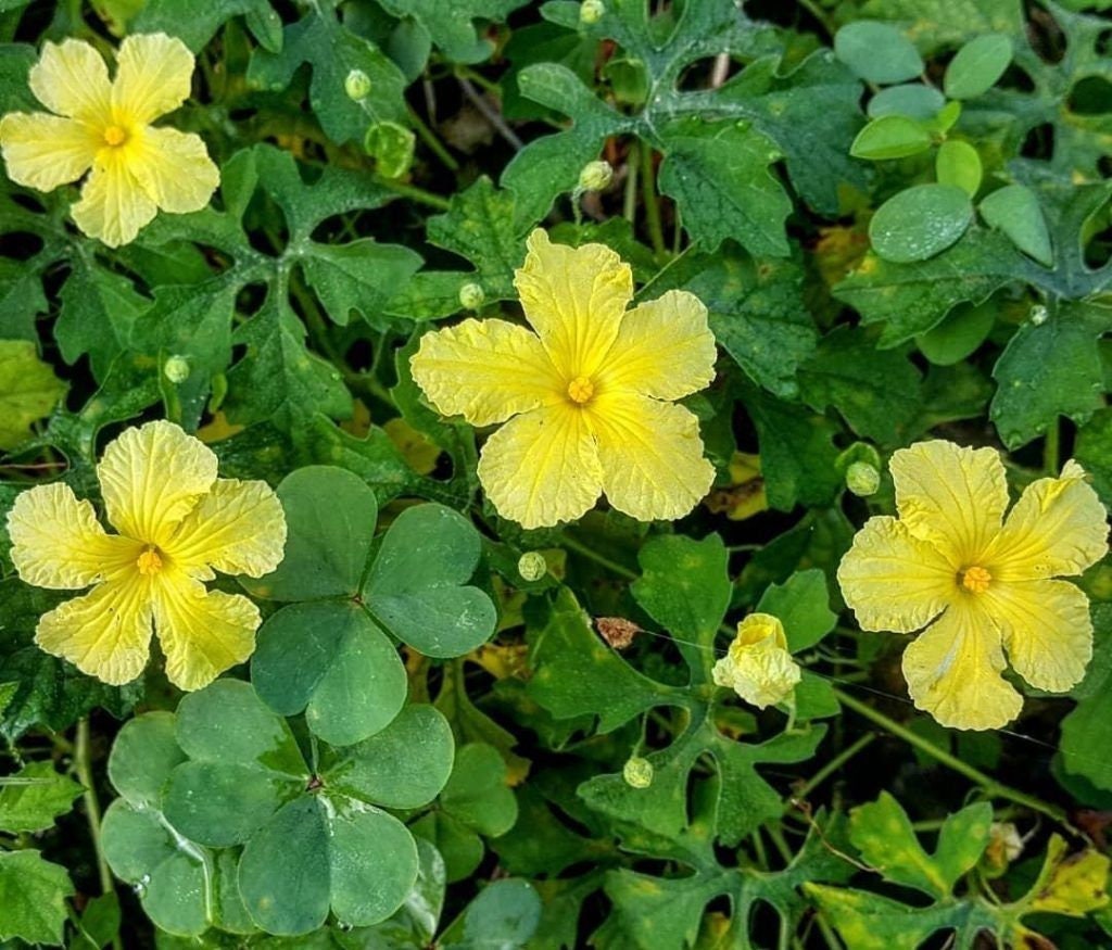 30 SEEDS Bitter Melon Momordica Charantia Bitter Gourd Melon Cundeamor ...