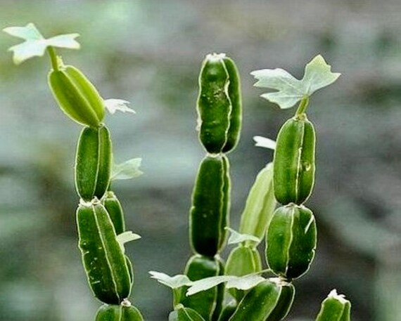 Cissus Quadrangularis Veldt Grape, 46% OFF