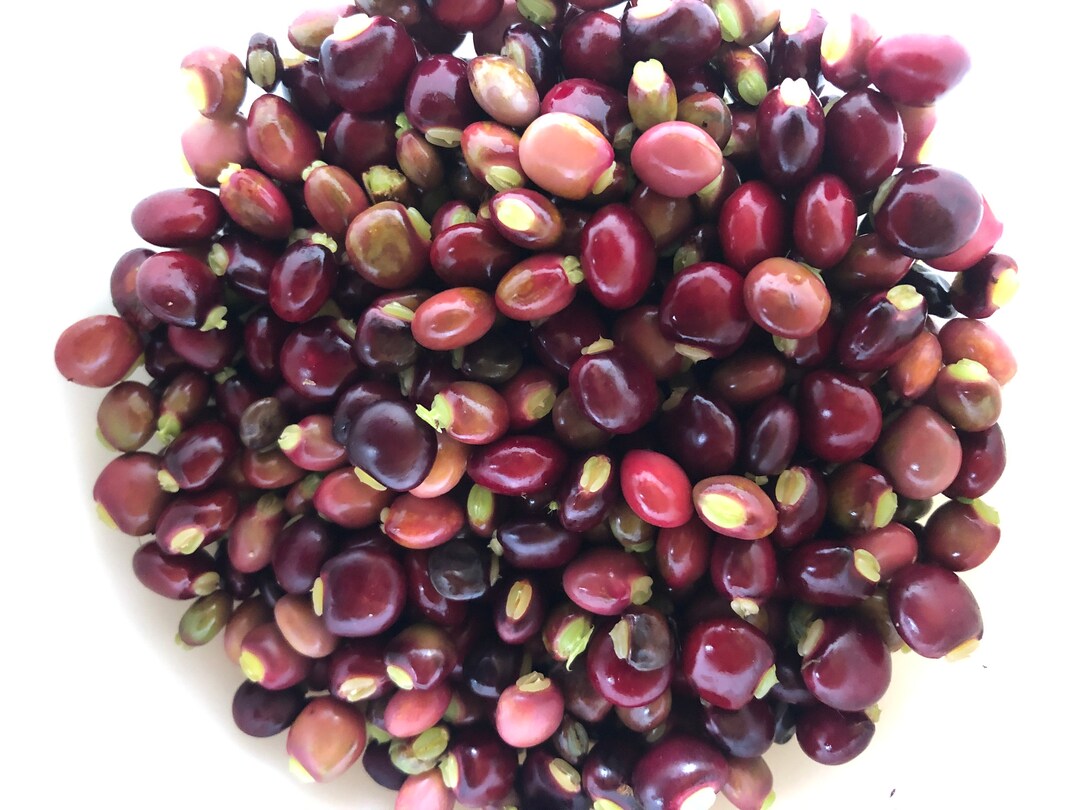 SEEDS Pigeon Pea Dhal Cajanus Cajan Congo Peas Jamaican Gungo Puerto ...