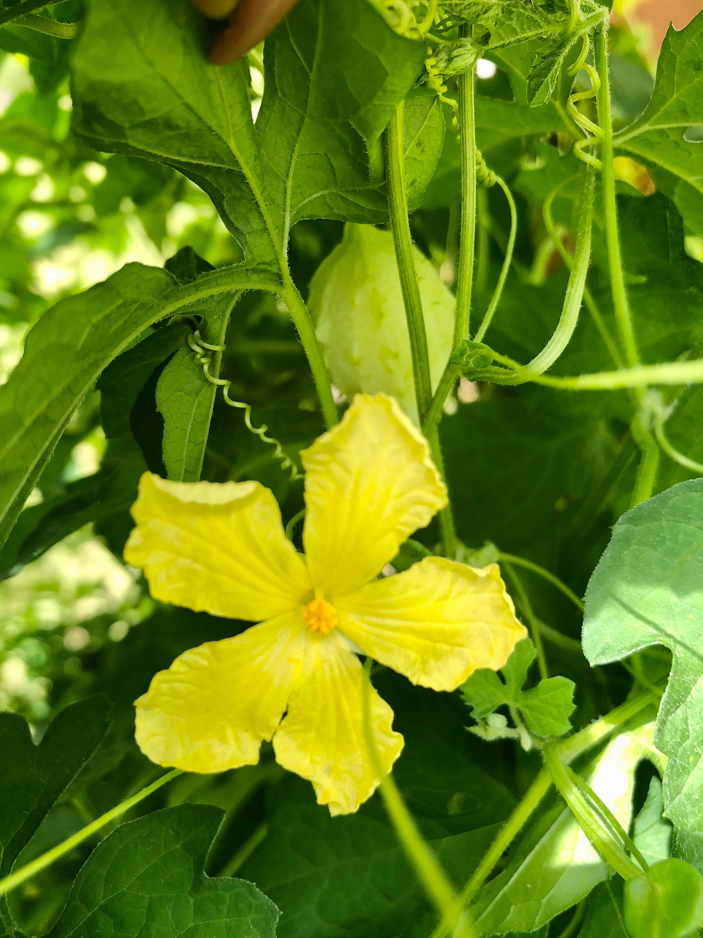 30 SEEDS Bitter Melon Momordica Charantia Bitter Gourd Melon Cundeamor ...