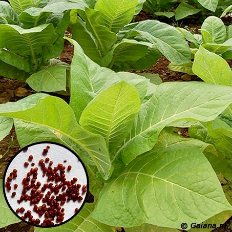 Nicotiana Tabacum Fruit